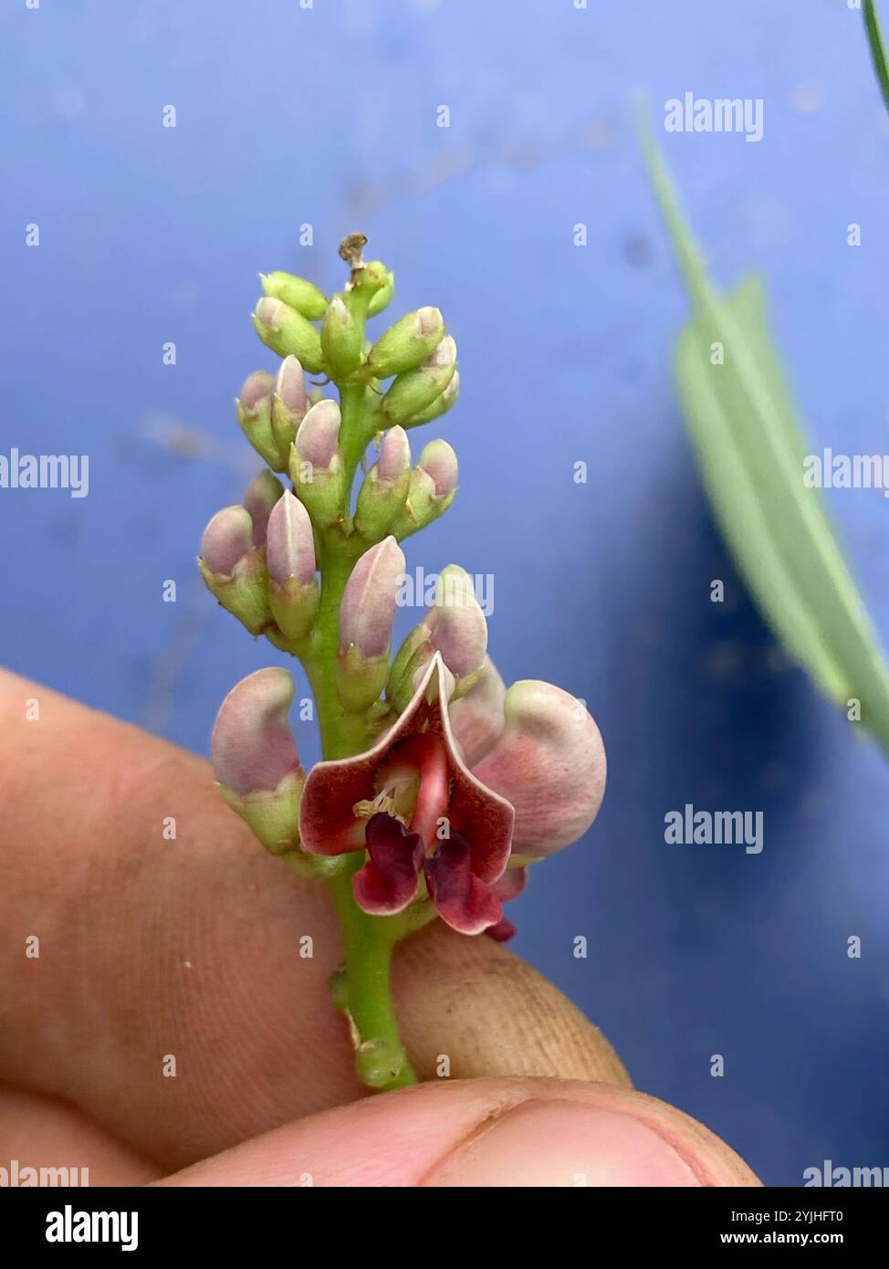 American groundnut (Apios americana Stock Photo - Alamy