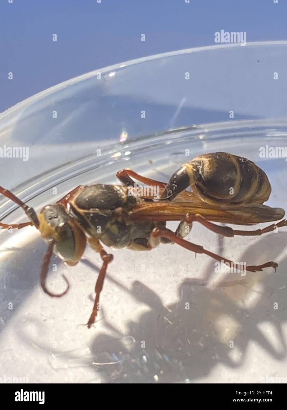 Western Paper Wasp (Mischocyttarus flavitarsis Stock Photo - Alamy