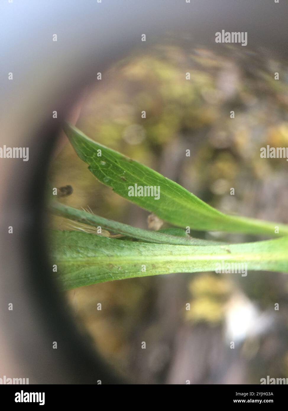 Tradescant's aster (Symphyotrichum tradescantii Stock Photo - Alamy