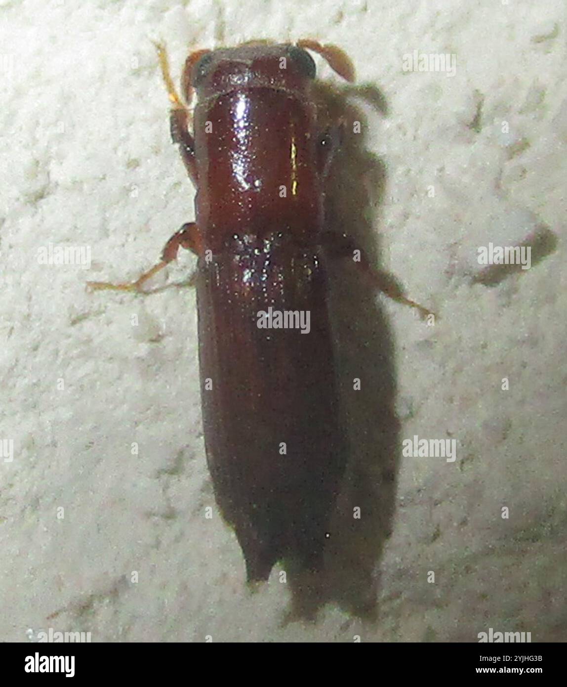 Pinhole Borer Beetles (Platypodinae Stock Photo - Alamy