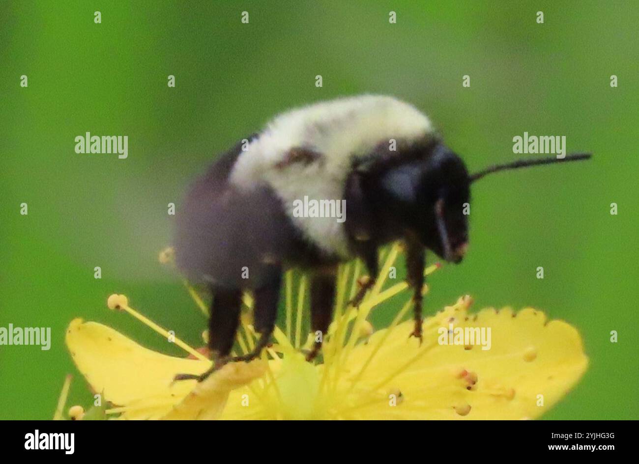 Common Eastern Bumble Bee (Bombus impatiens Stock Photo - Alamy