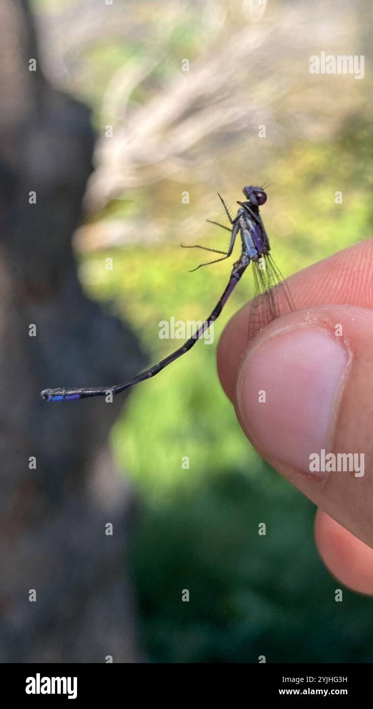 Variable Dancer (Argia fumipennis Stock Photo - Alamy