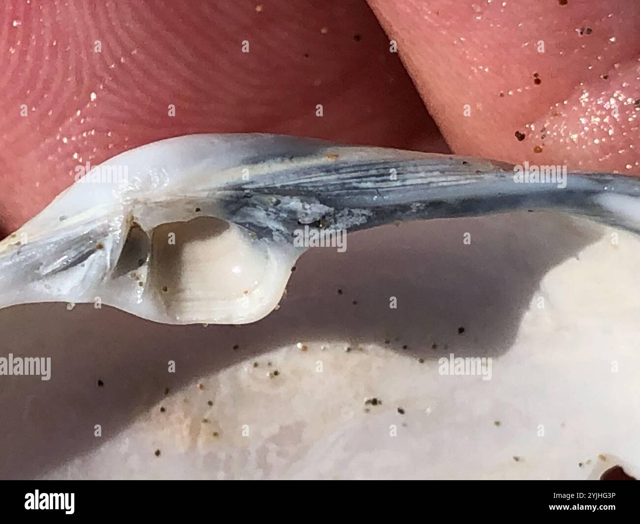 Tresus nuttallii hi-res stock photography and images - Alamy