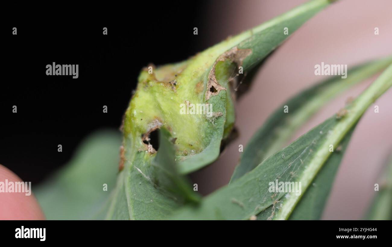 Oak Petiole Gall Wasp (Andricus quercuspetiolicola Stock Photo - Alamy