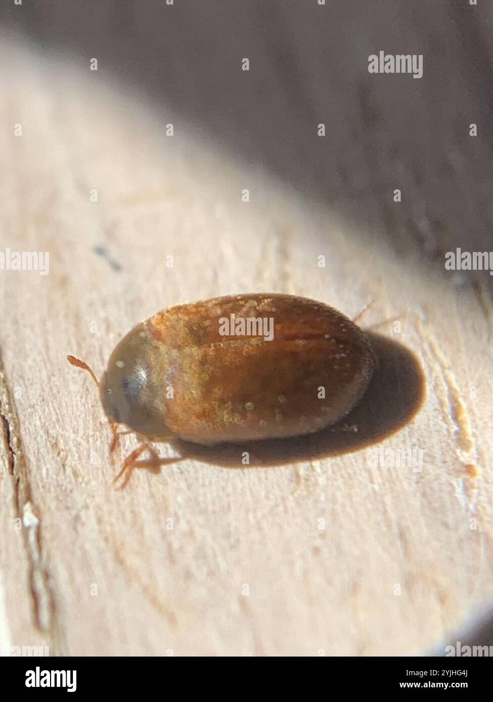 Black Carpet Beetles (Attagenus Stock Photo - Alamy