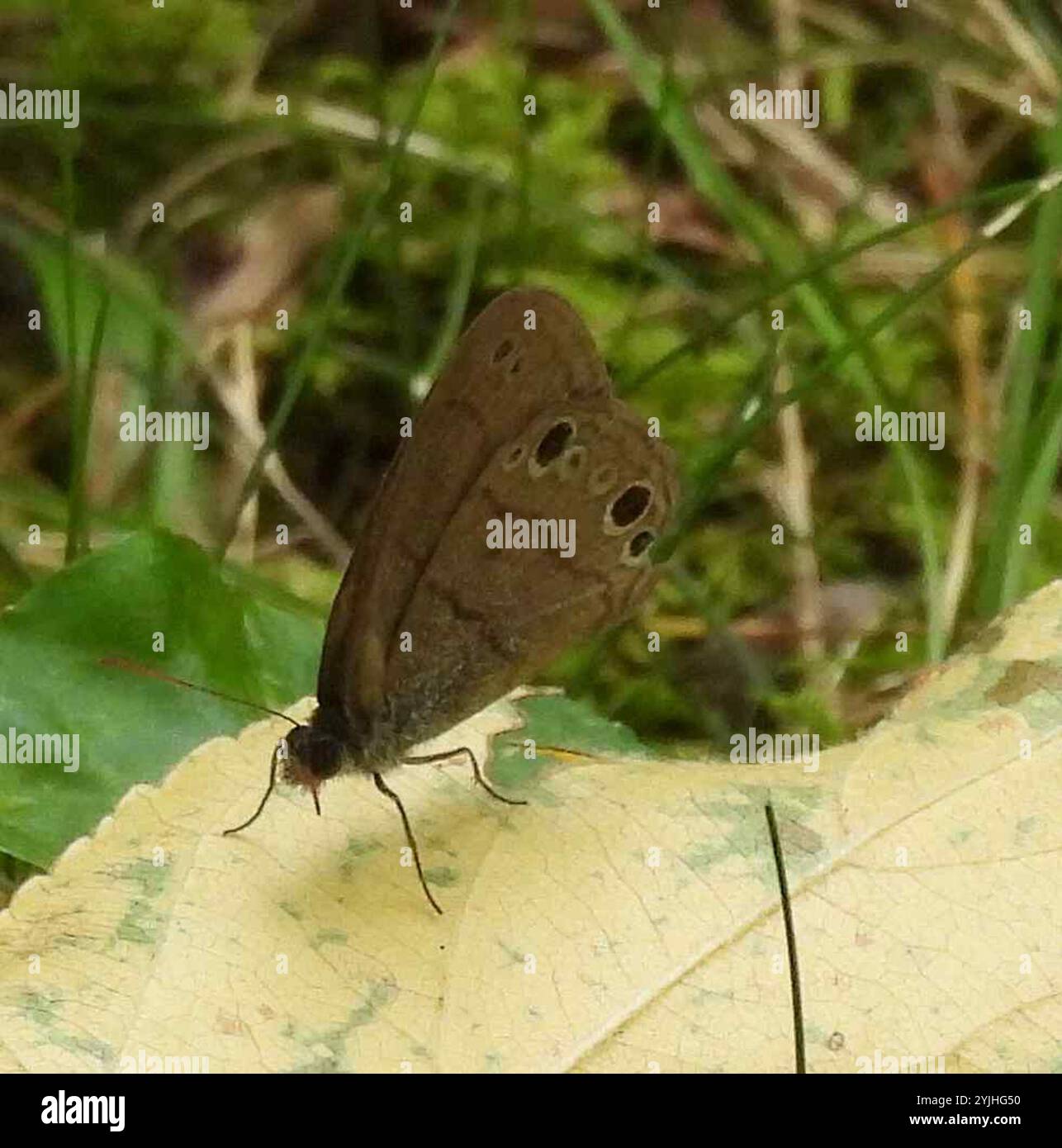 Carolina Satyr (Hermeuptychia sosybius Stock Photo - Alamy