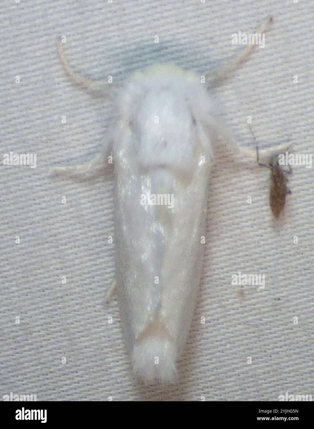 Flannel moth hi-res stock photography and images - Alamy