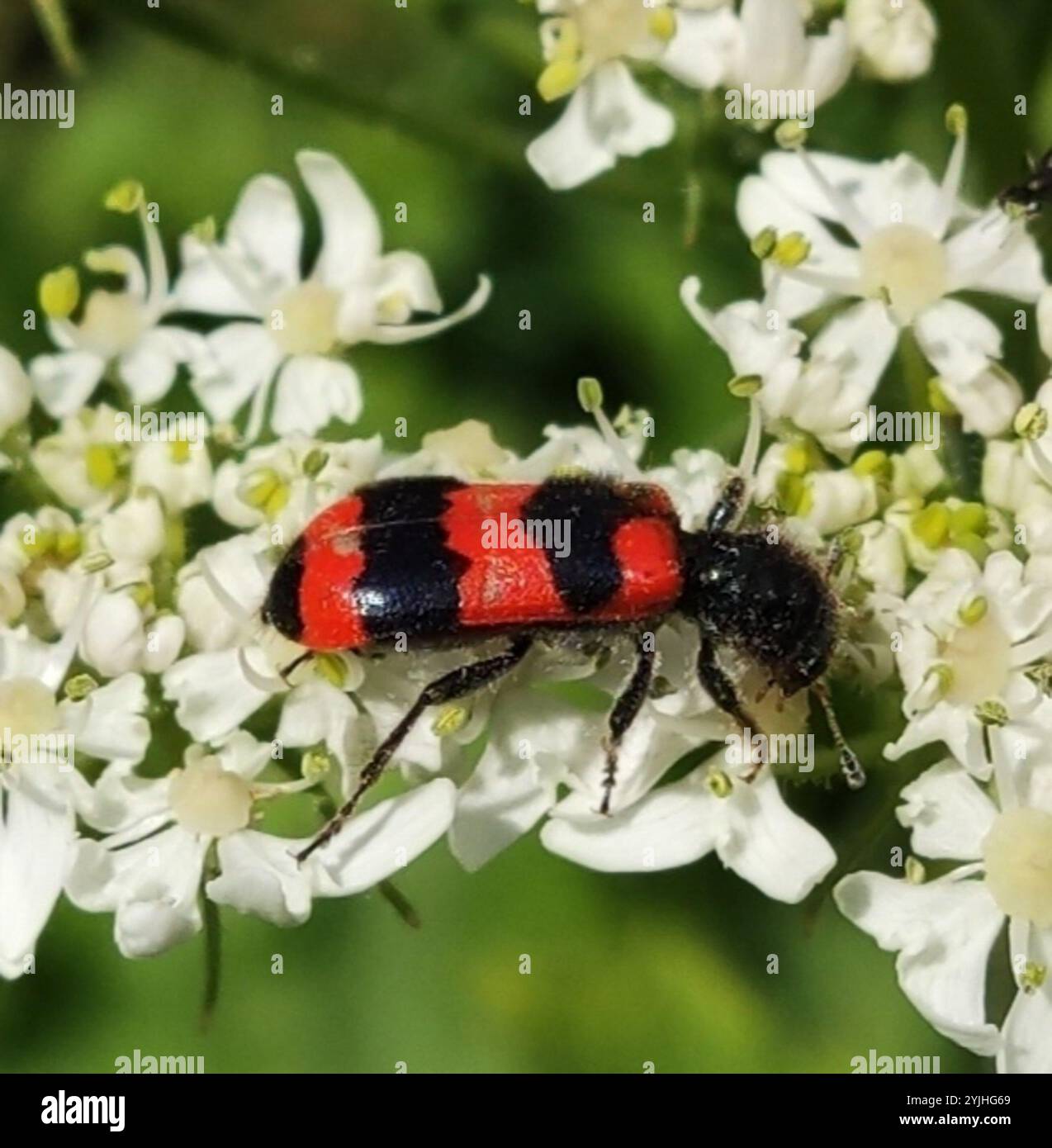 Bee-eating Beetle (Trichodes apiarius Stock Photo - Alamy