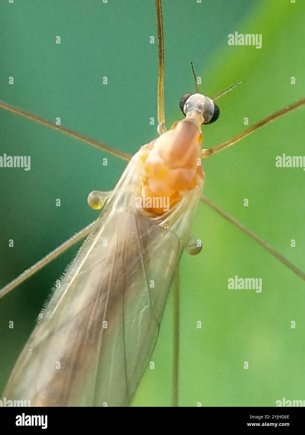 Antocha hi-res stock photography and images - Alamy