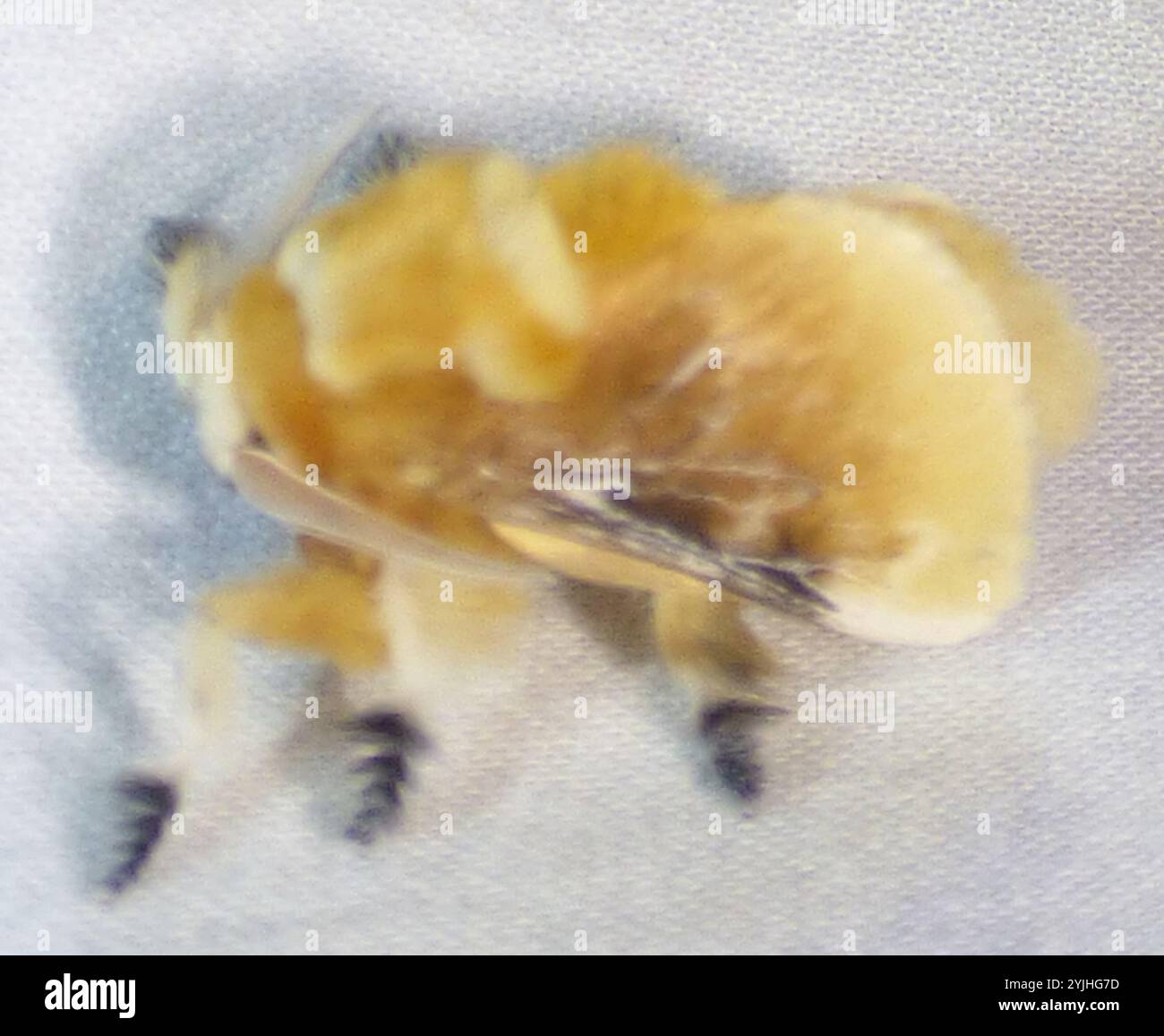 Southern Flannel Moth (Megalopyge opercularis Stock Photo - Alamy