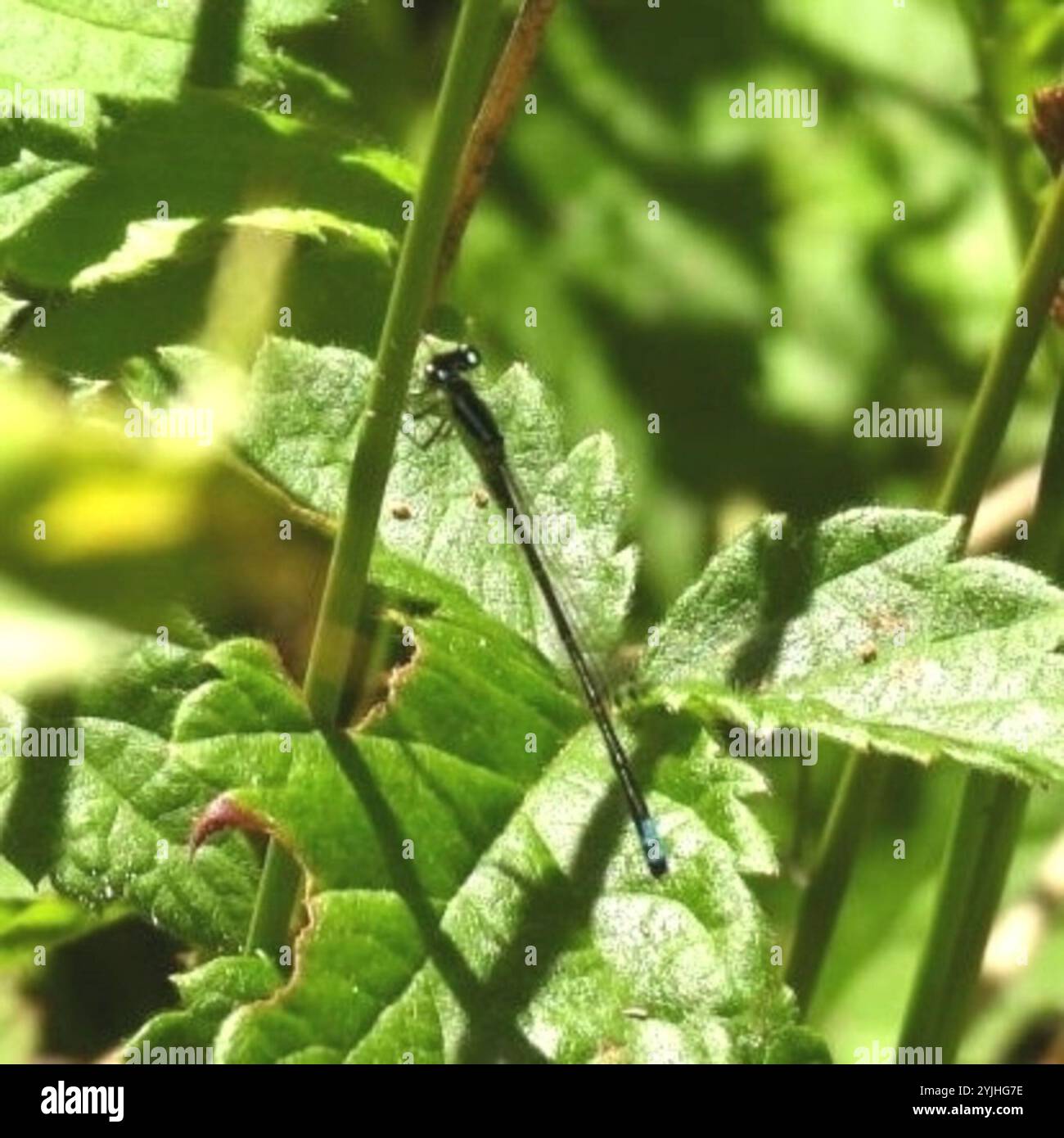 Western forktail hi-res stock photography and images - Alamy