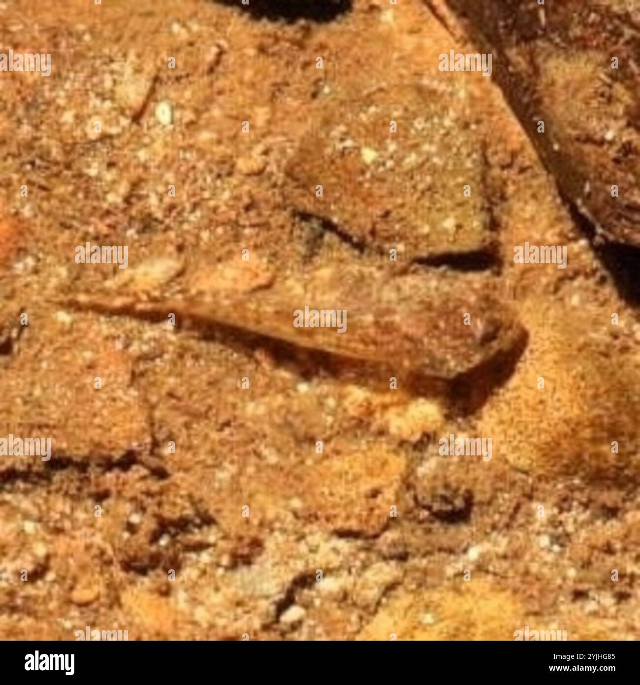 Columbia Sculpin (Cottus hubbsi Stock Photo - Alamy