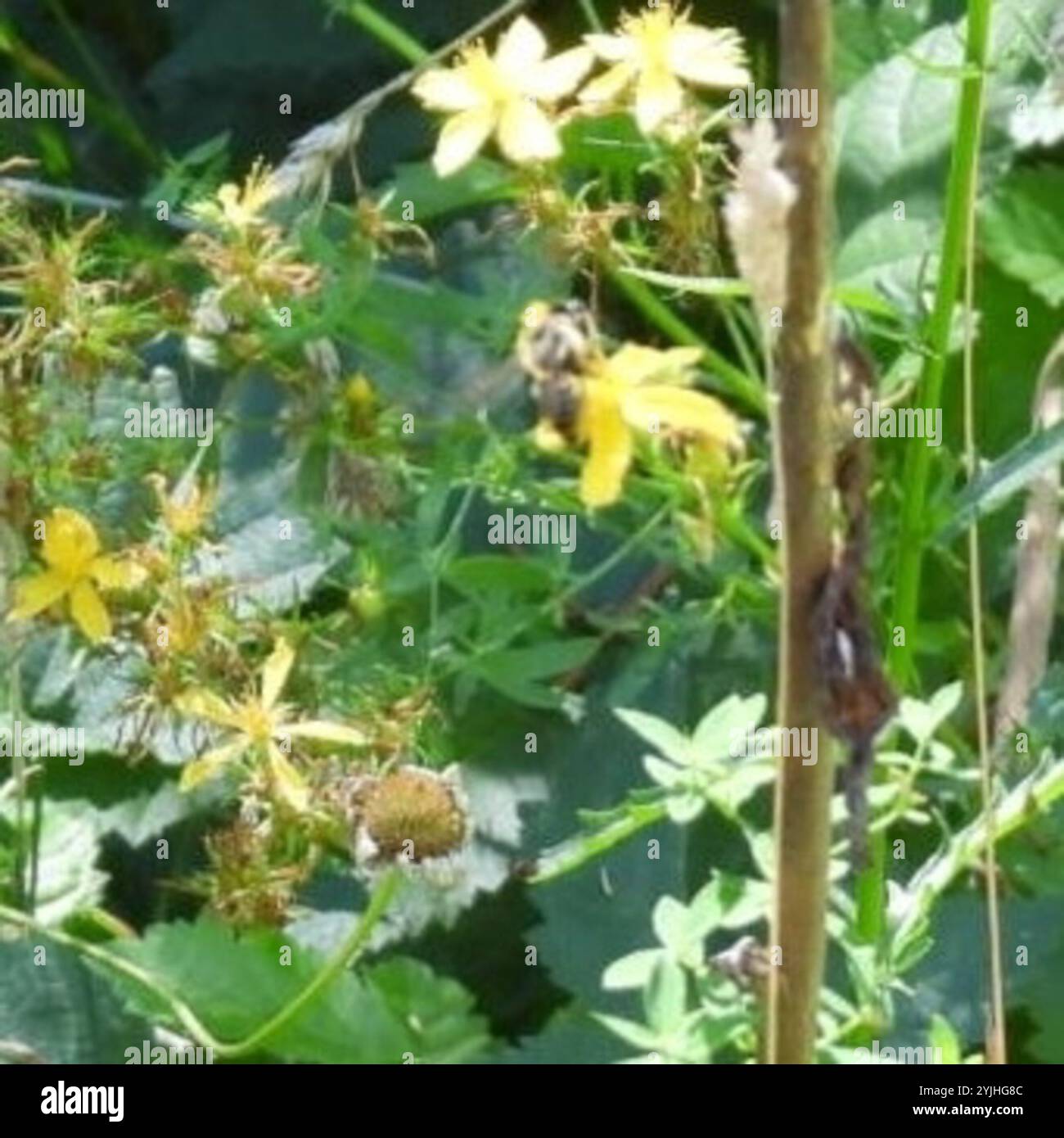 Western Leafcutter Bee (Megachile perihirta Stock Photo - Alamy