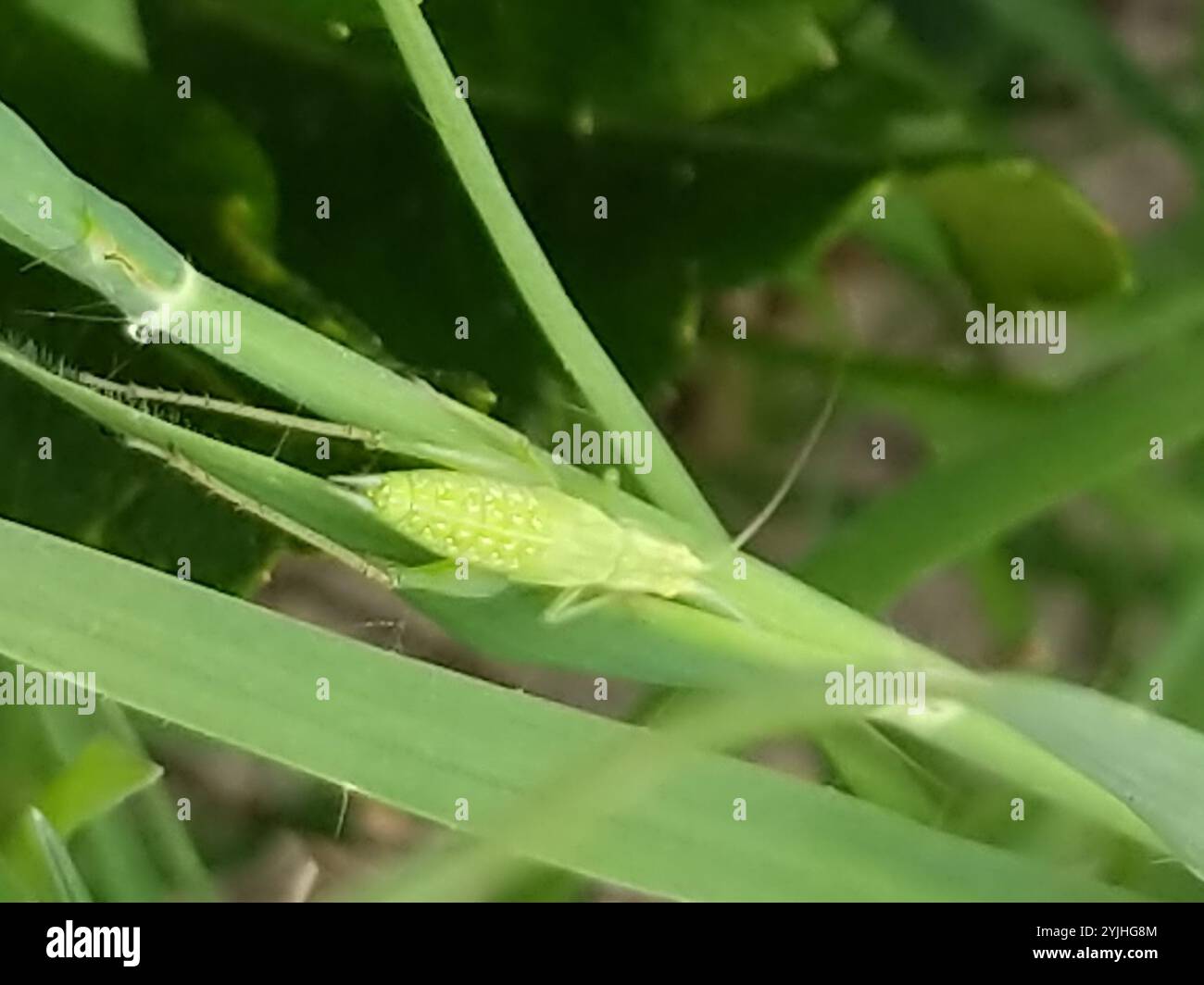 Common Tree Crickets (Oecanthus Stock Photo - Alamy