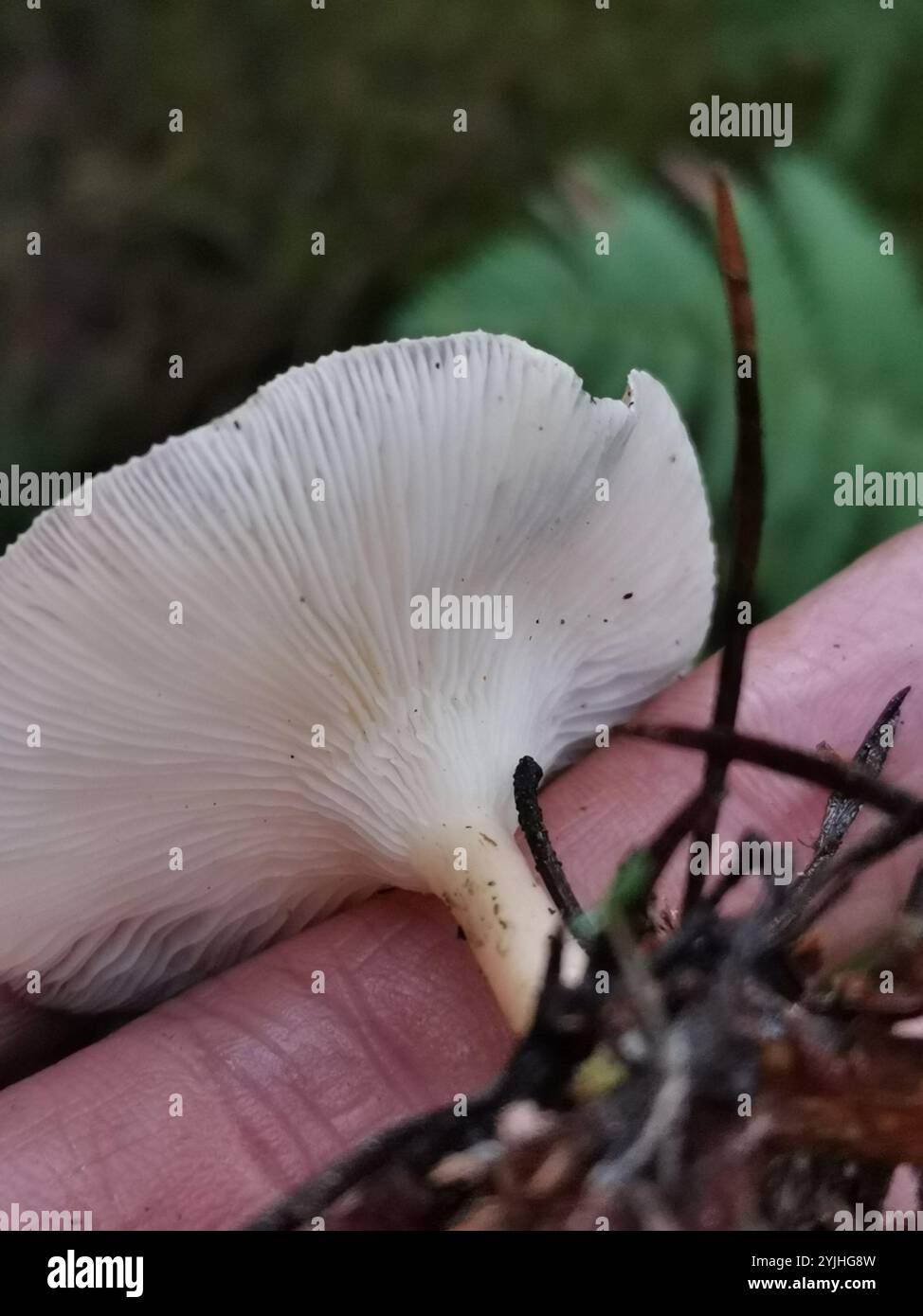Clitocybe fragrans hi-res stock photography and images - Alamy