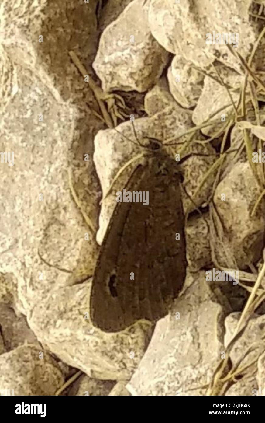 Black Satyr (Satyrus actaea Stock Photo - Alamy