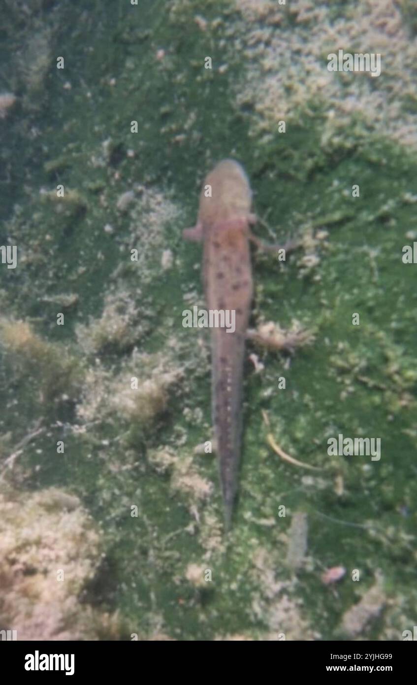 Italian Crested Newt (Triturus carnifex Stock Photo - Alamy