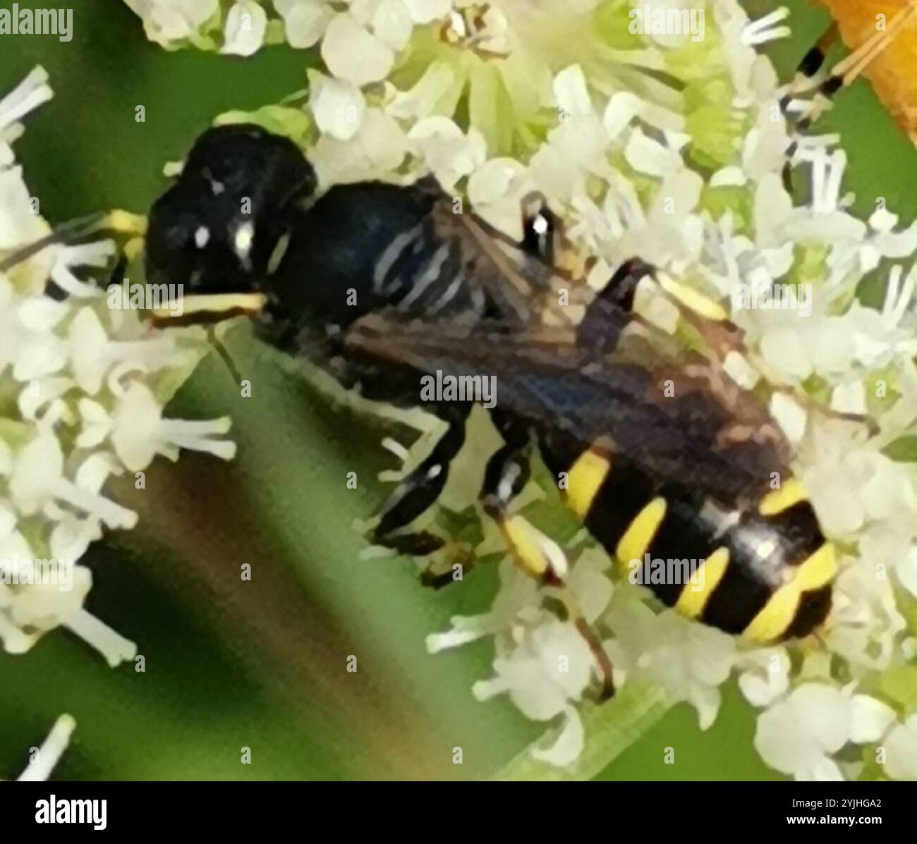Common Ectemnius (Ectemnius continuus Stock Photo - Alamy
