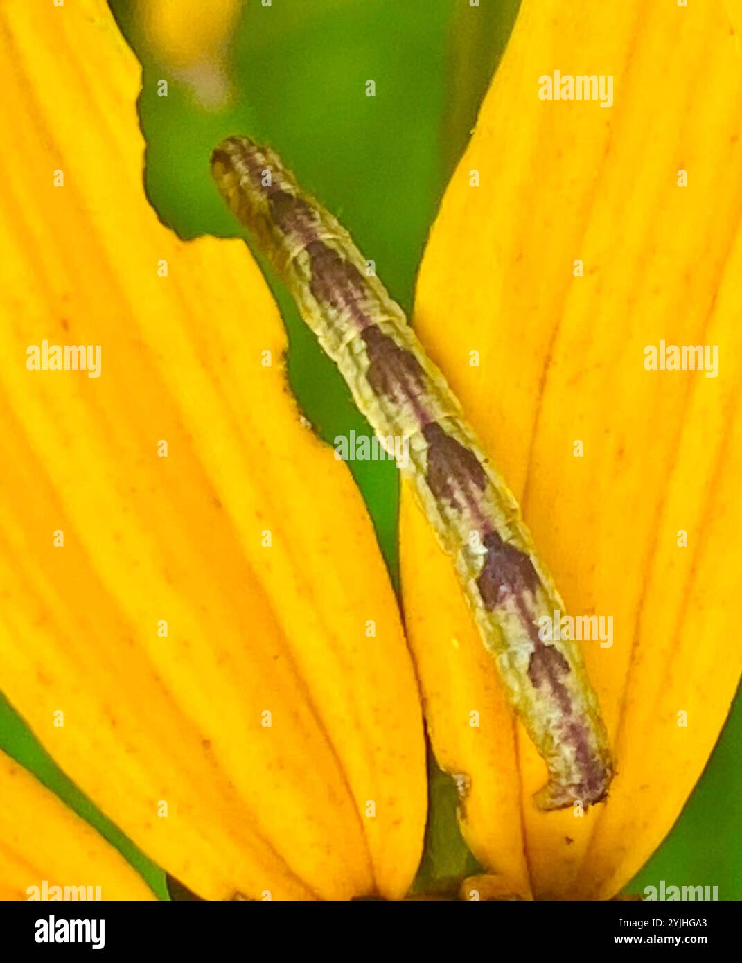 Common Eupithecia Moth (Eupithecia miserulata Stock Photo - Alamy