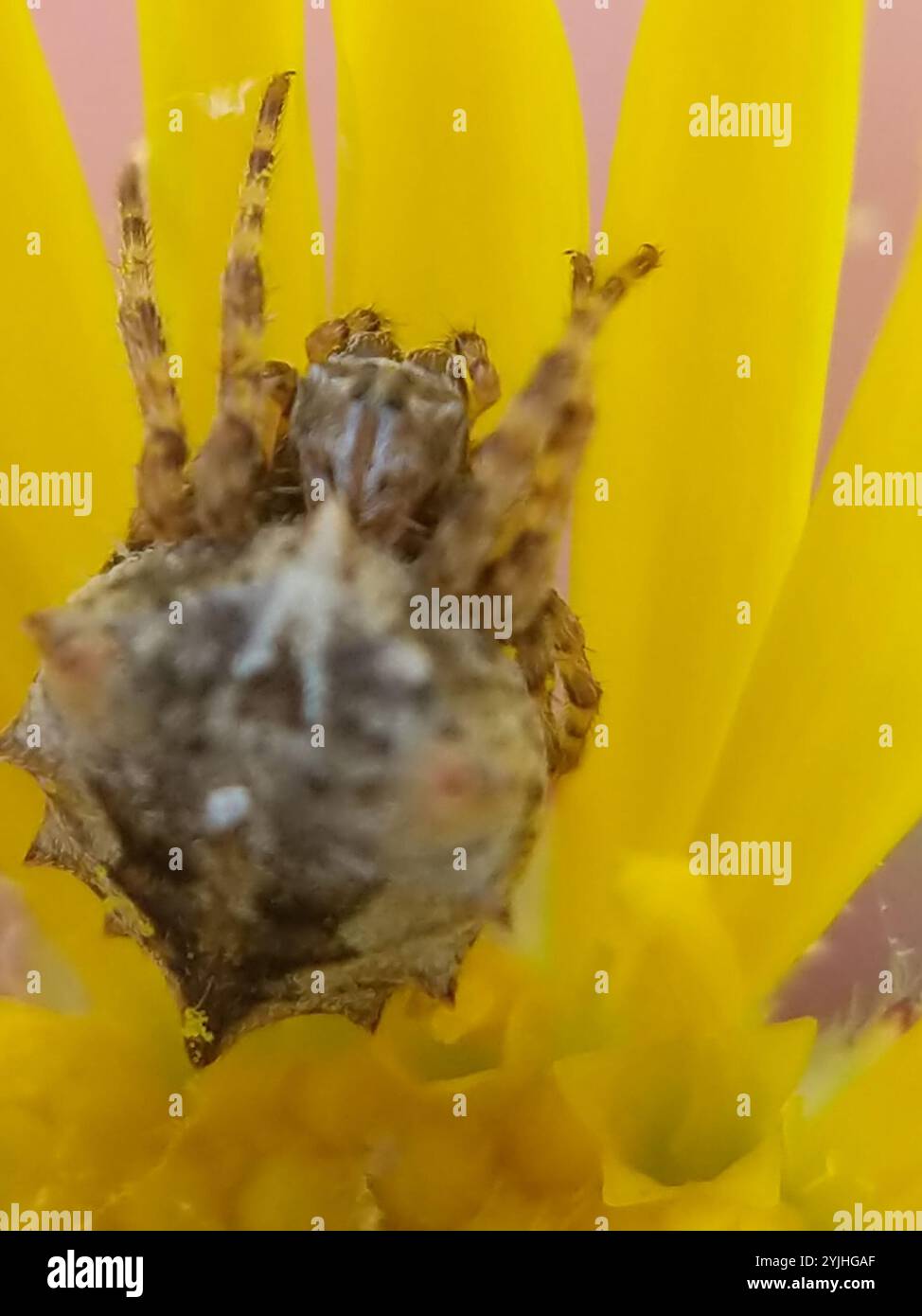 Starbellied Orbweaver (Acanthepeira stellata Stock Photo - Alamy