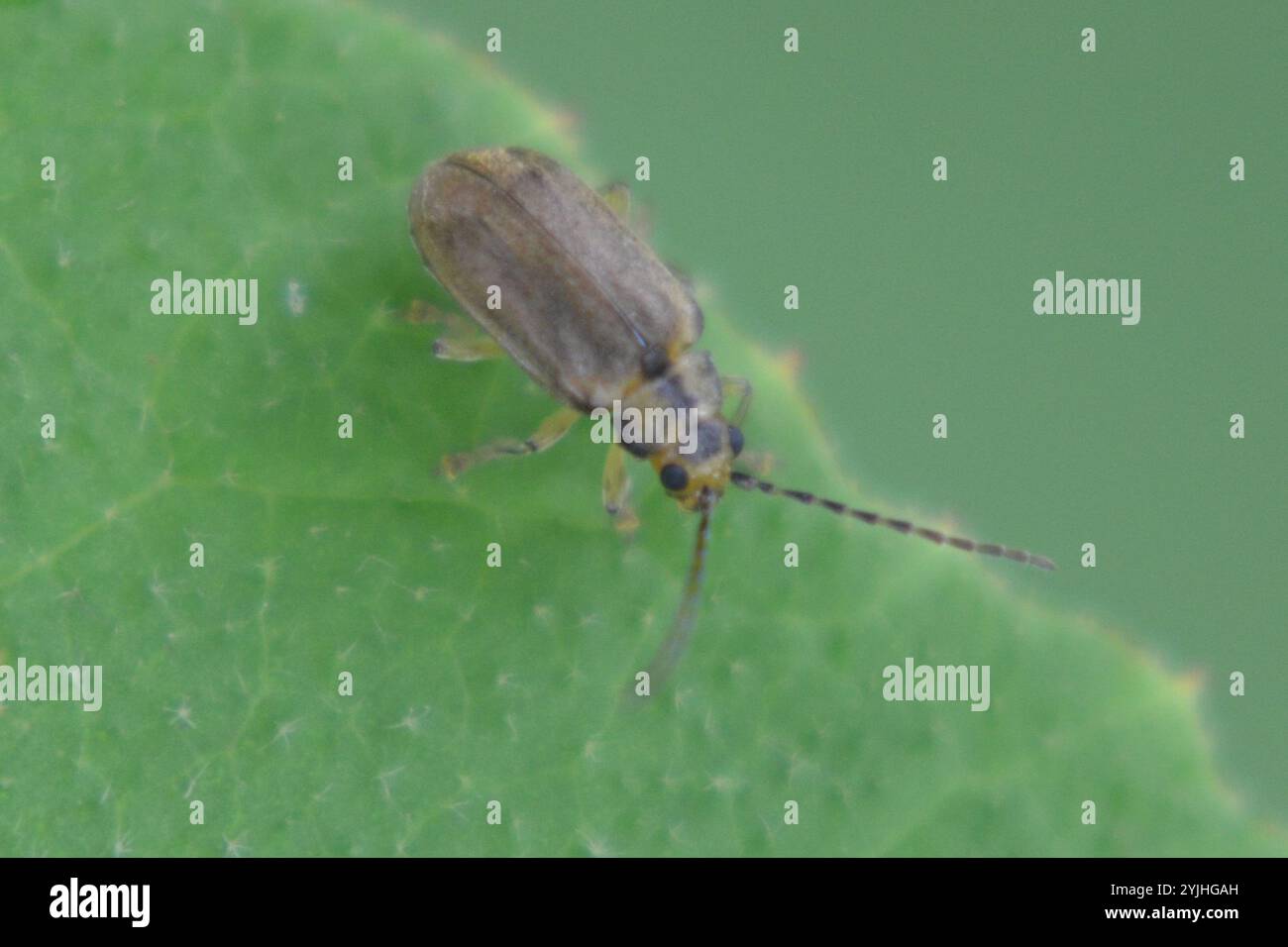 Viburnum Leaf Beetle (Pyrrhalta viburni Stock Photo - Alamy