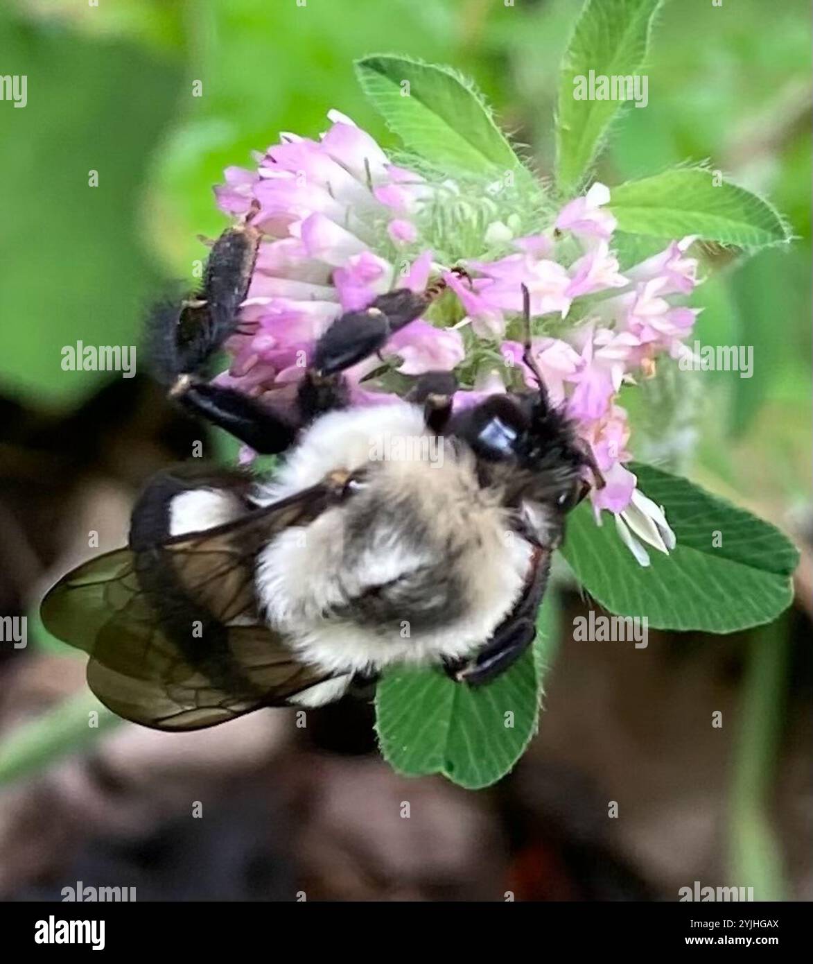 Common Eastern Bumble Bee (Bombus impatiens Stock Photo - Alamy