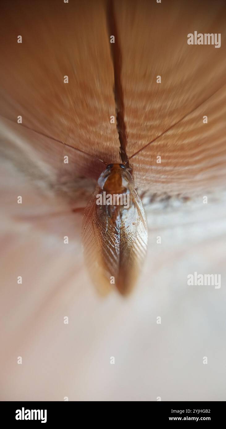 Amber Wood Cockroach (Ectobius vittiventris Stock Photo - Alamy