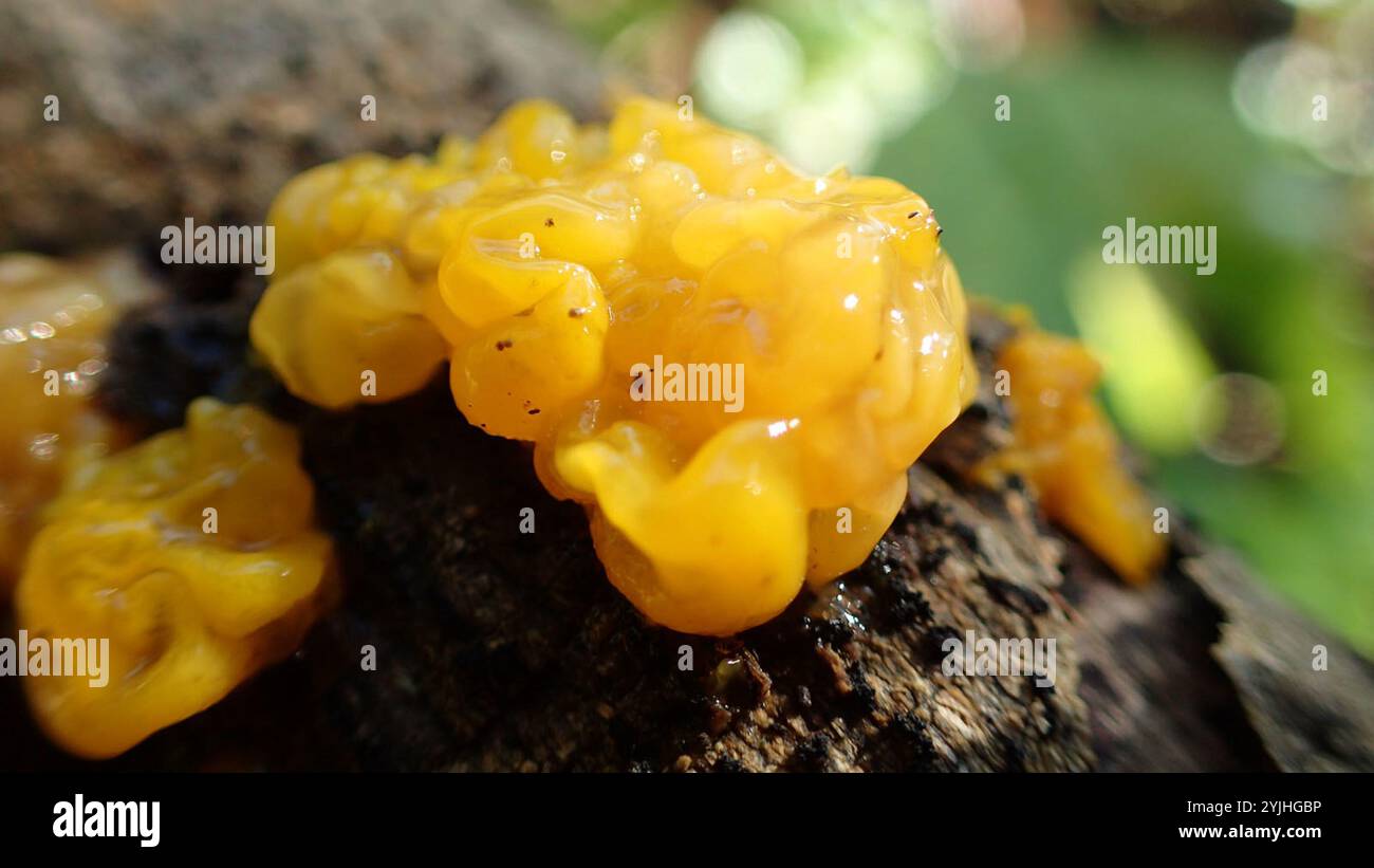 witch's butter (Tremella mesenterica Stock Photo - Alamy
