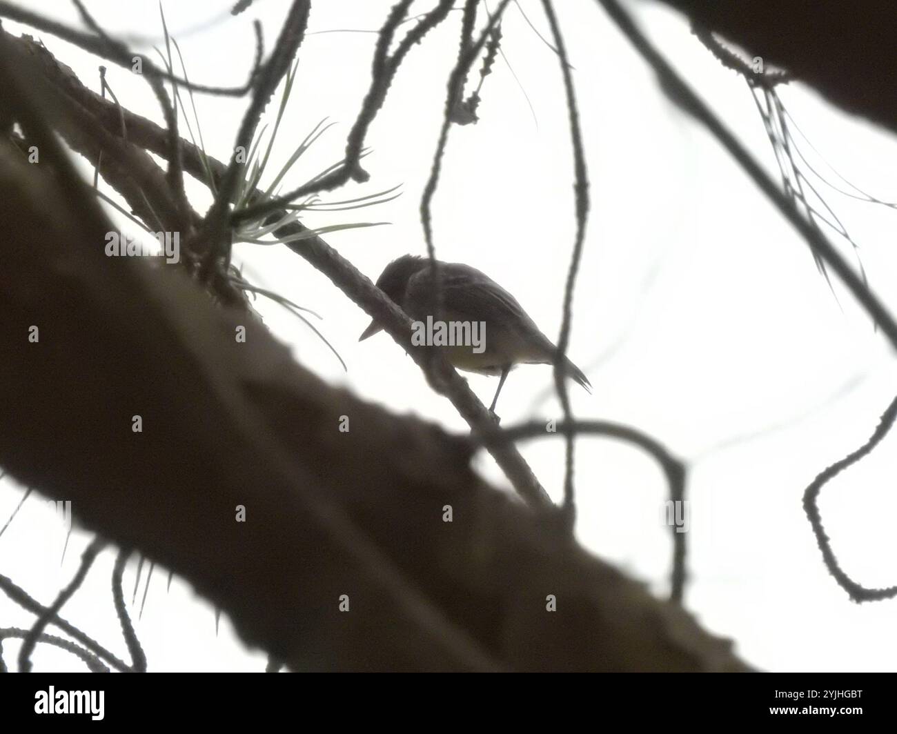 Willow Flycatcher (Empidonax traillii Stock Photo - Alamy