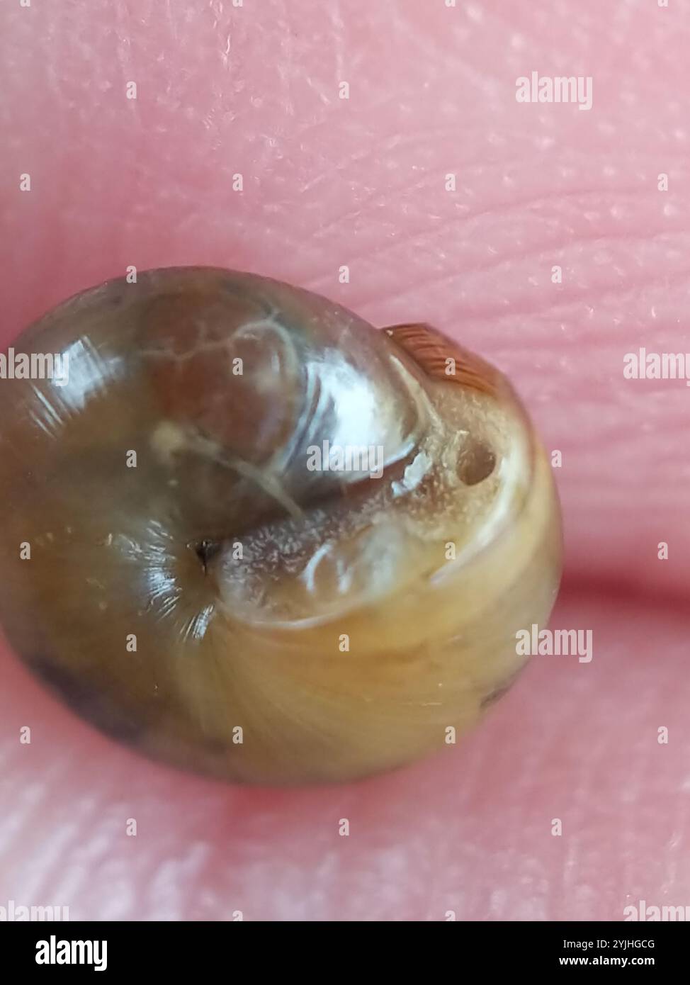 Common Land Snails and Slugs (Stylommatophora Stock Photo - Alamy