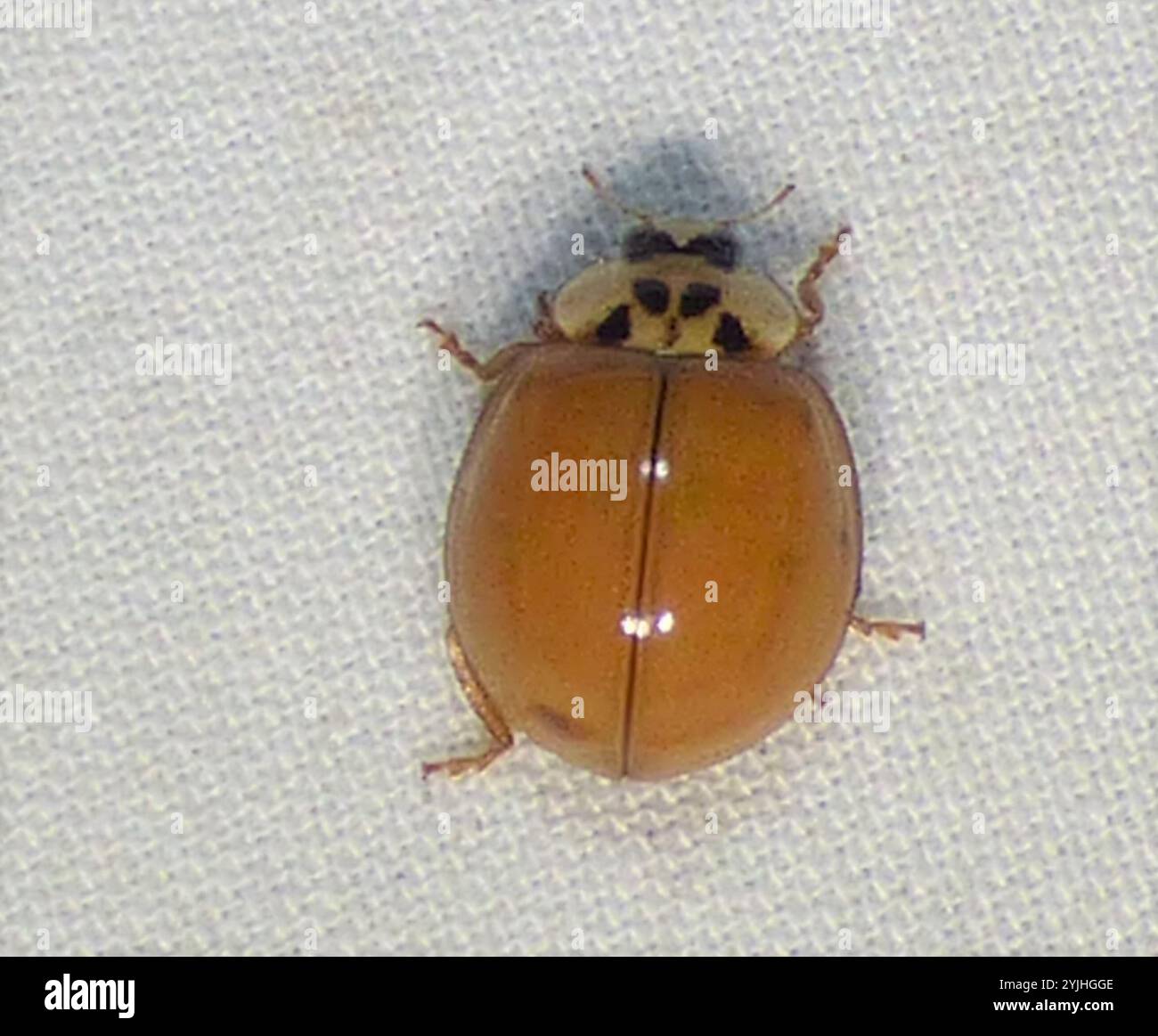 Asian Lady Beetle (Harmonia axyridis Stock Photo - Alamy
