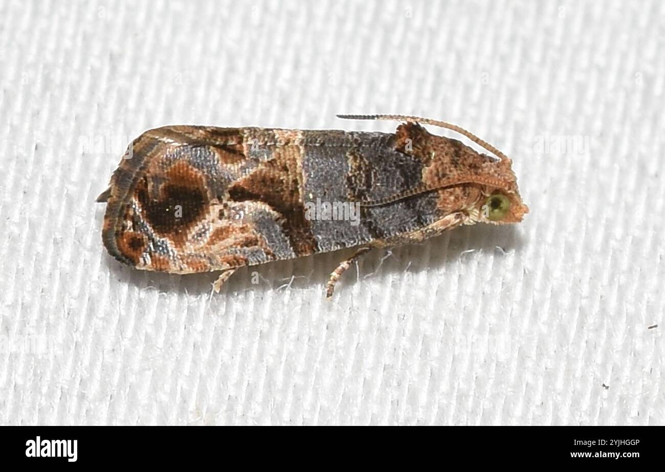 Grape Berry Moth (Paralobesia viteana Stock Photo - Alamy