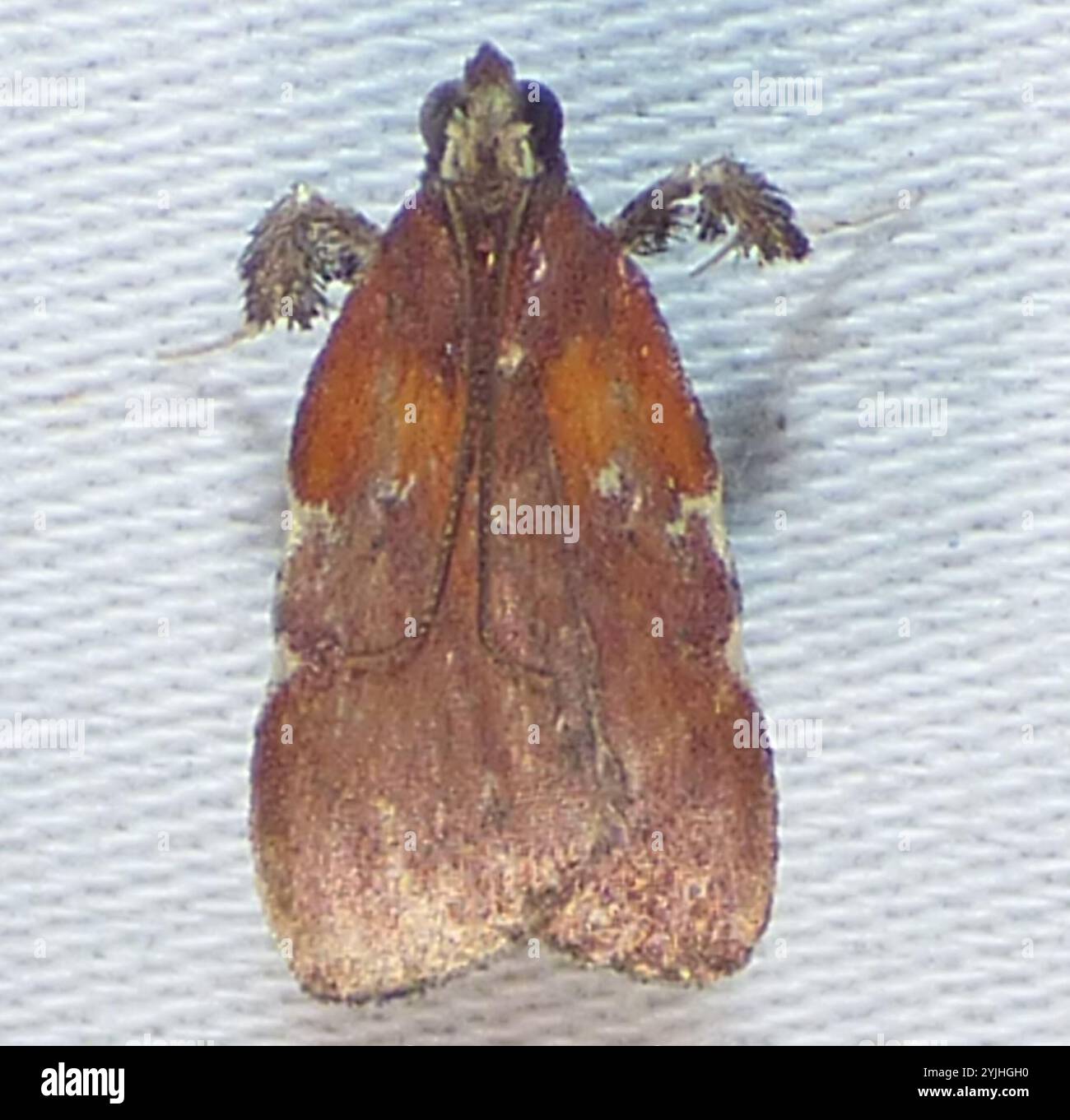 Leaftier moth hi-res stock photography and images - Alamy