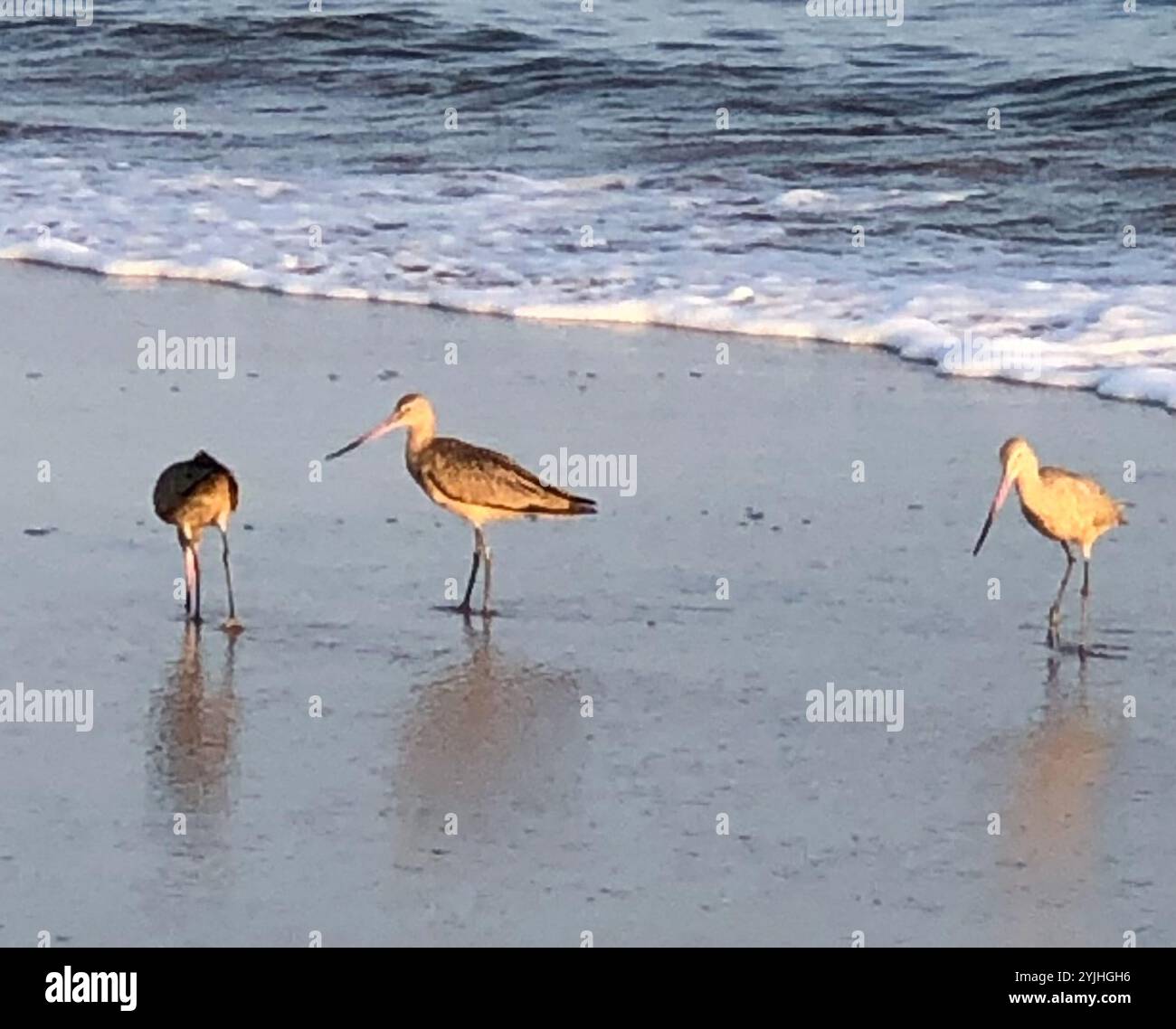 Marbled Godwit (Limosa fedoa Stock Photo - Alamy