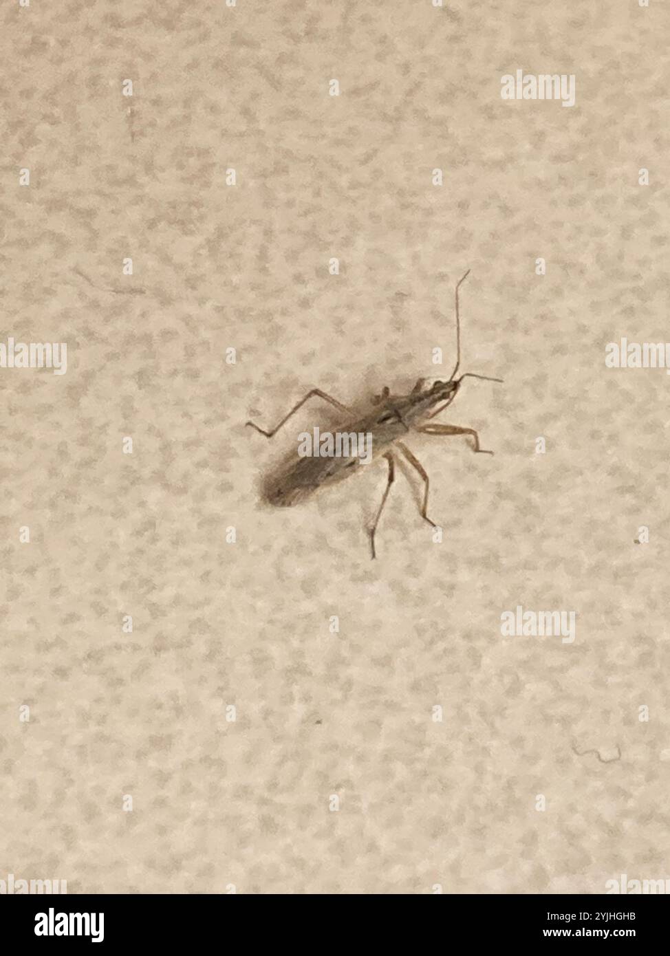 Common Damsel Bug (Nabis americoferus Stock Photo - Alamy