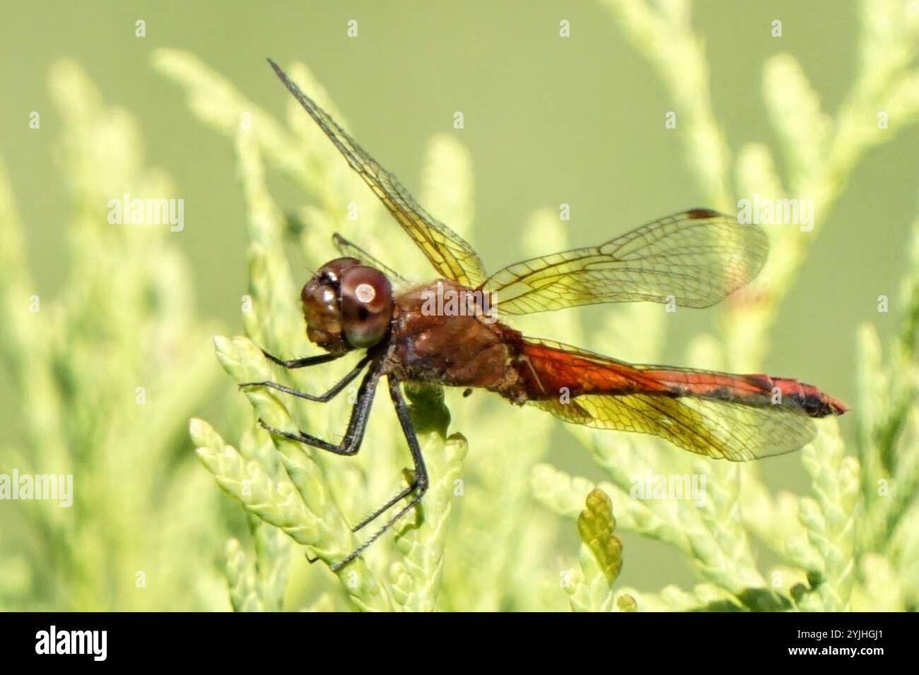 Band winged meadowhawk hi-res stock photography and images - Alamy