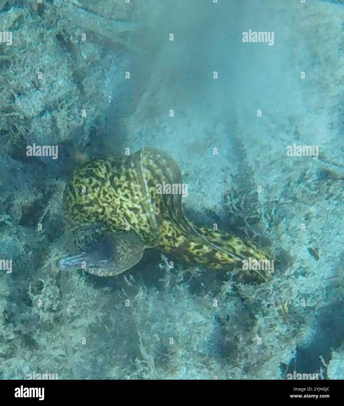 Mediterranean Moray (Muraena helena Stock Photo - Alamy