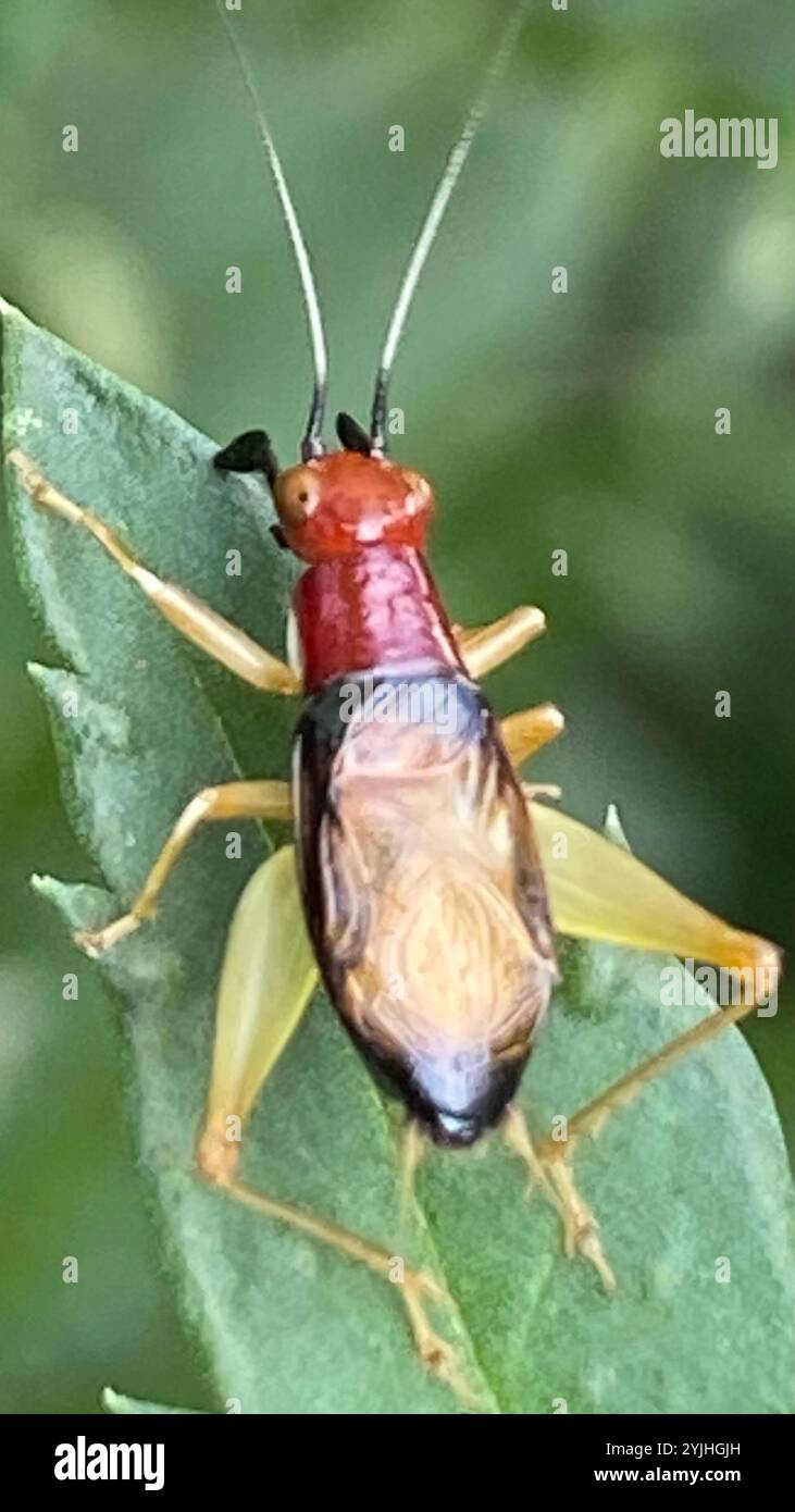 Red headed bush cricket hi-res stock photography and images - Alamy