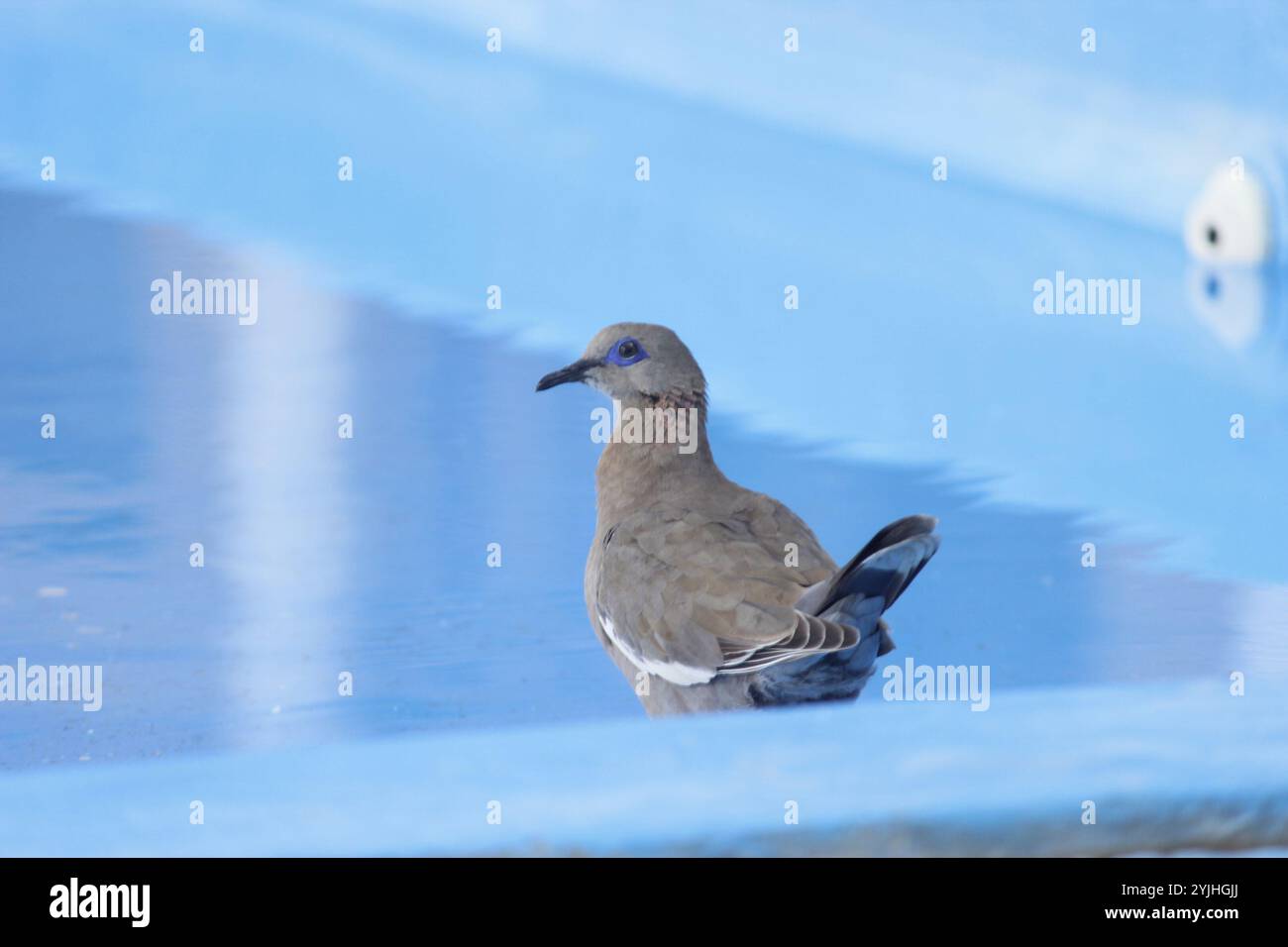 West peruvian dove hi-res stock photography and images - Alamy