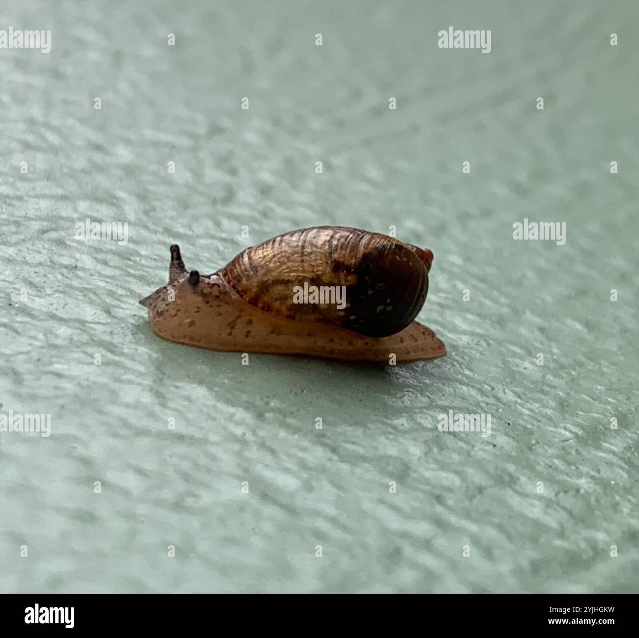 Succineidae hi-res stock photography and images - Alamy