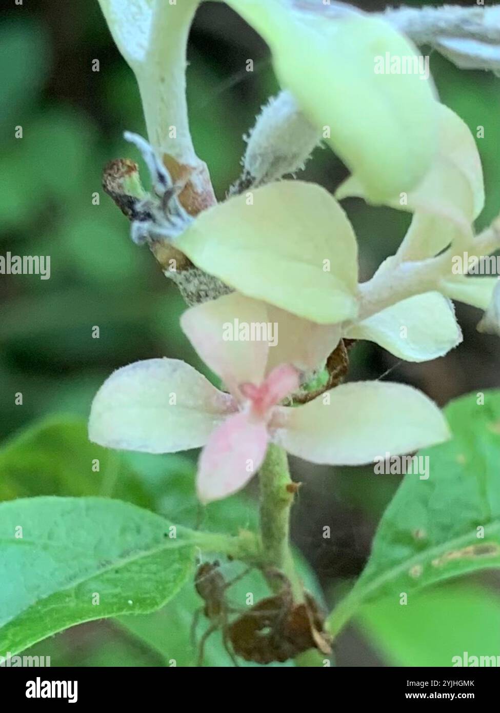 heath family (Ericaceae Stock Photo - Alamy