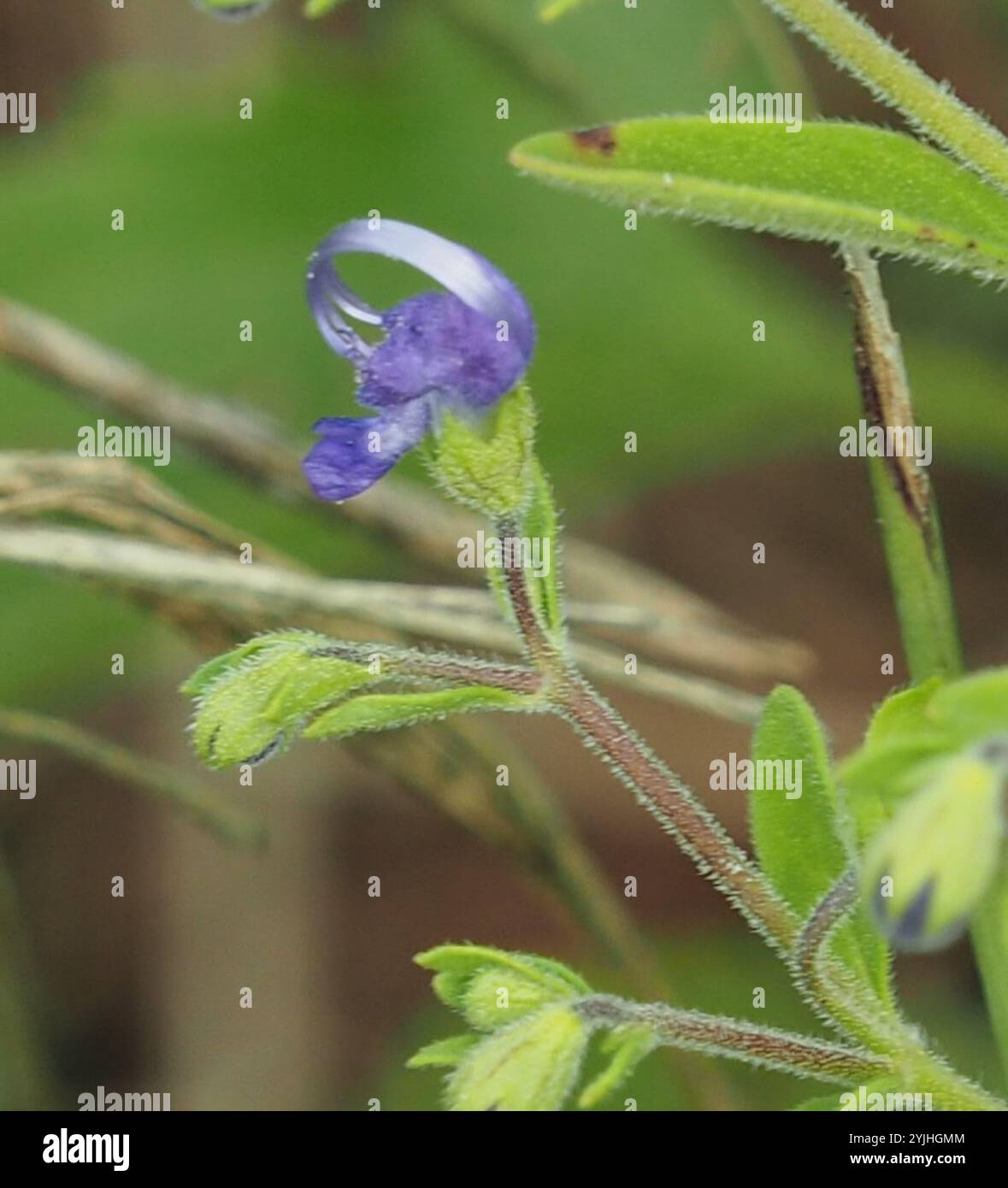 Blue Curls (Trichostema dichotomum Stock Photo - Alamy