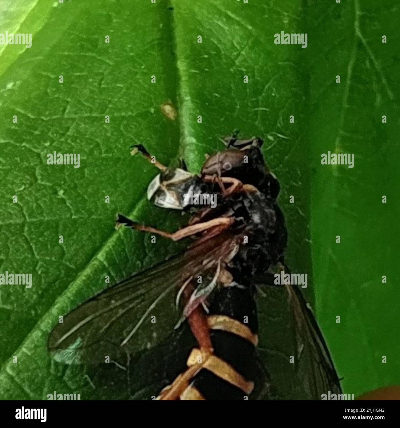 Minute pirate bugs (Anthocoridae Stock Photo - Alamy