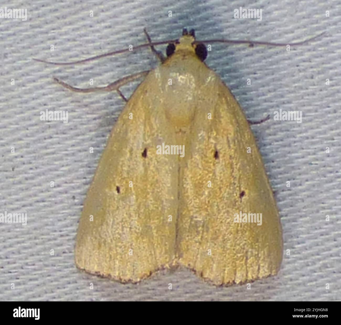 Marimatha hi-res stock photography and images - Alamy