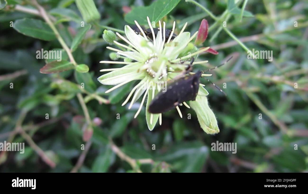 Black Stink Bug (Proxys punctulatus Stock Photo - Alamy