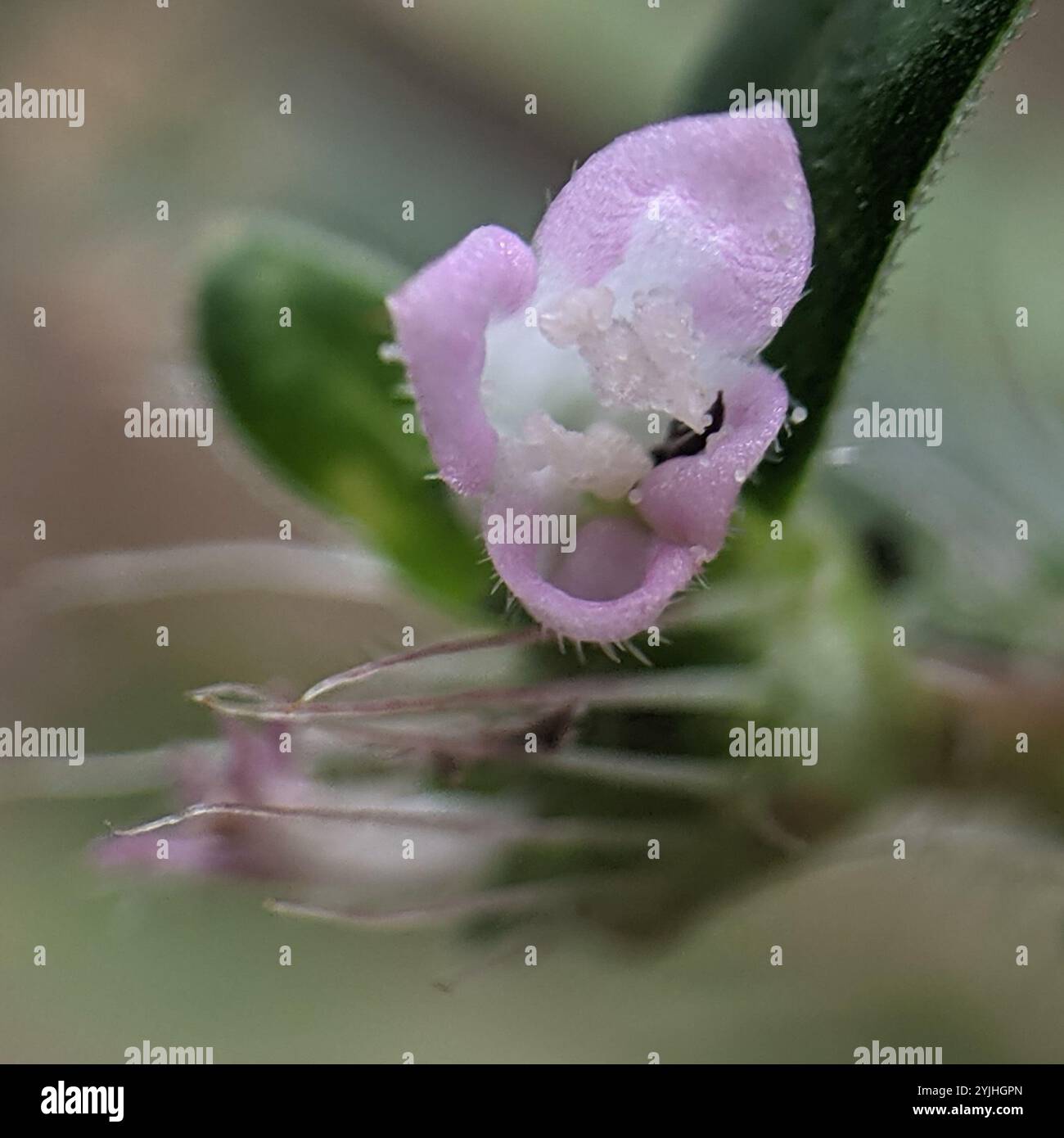 rough buttonweed (Hexasepalum teres Stock Photo - Alamy