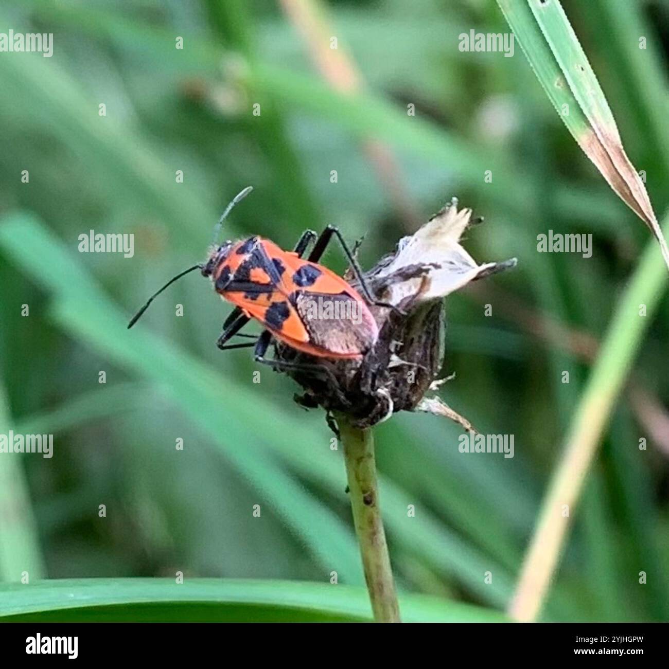 Spotted Firebug (Corizus hyoscyami Stock Photo - Alamy