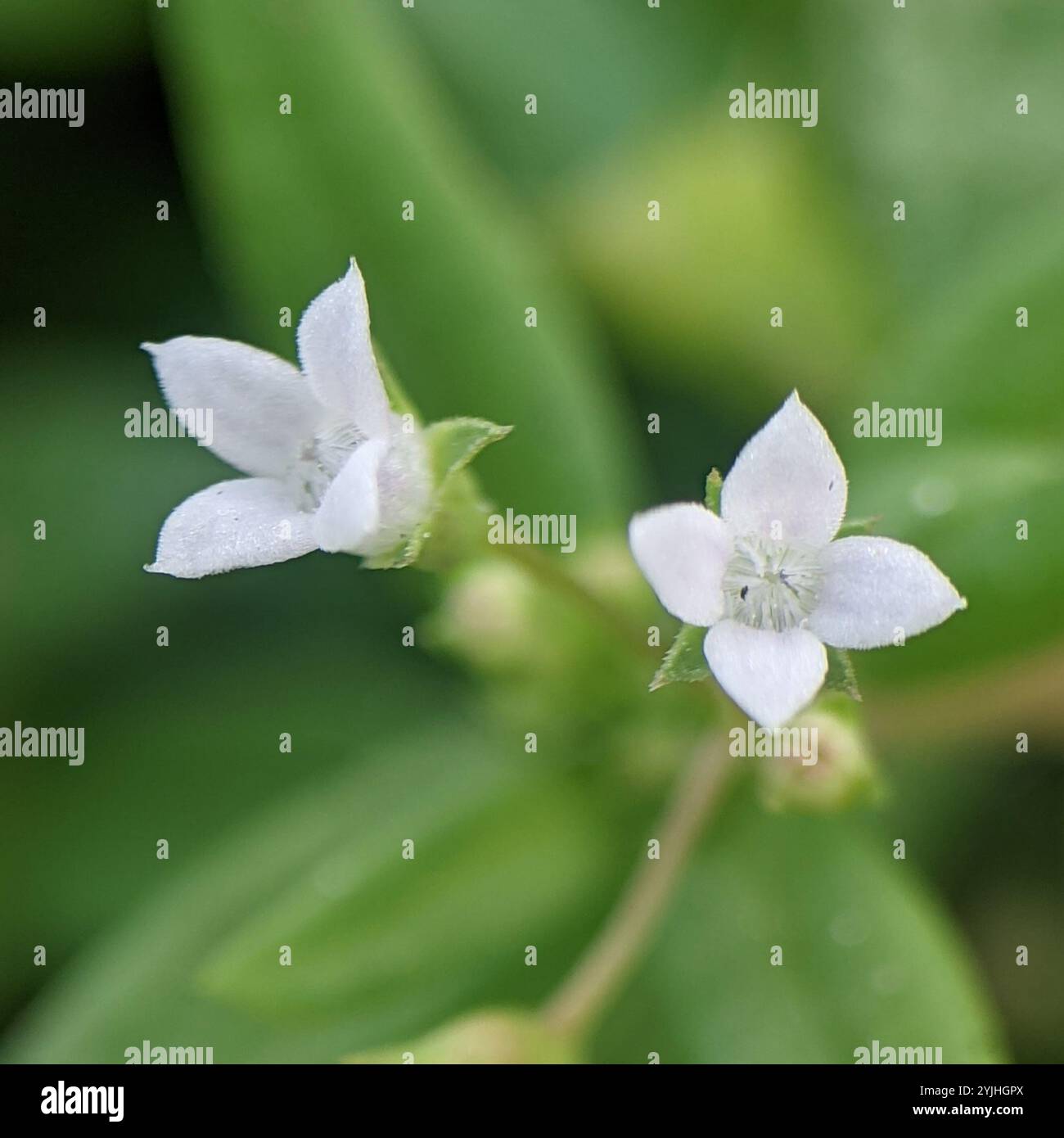 Old World Diamond Flower (Oldenlandia corymbosa Stock Photo - Alamy