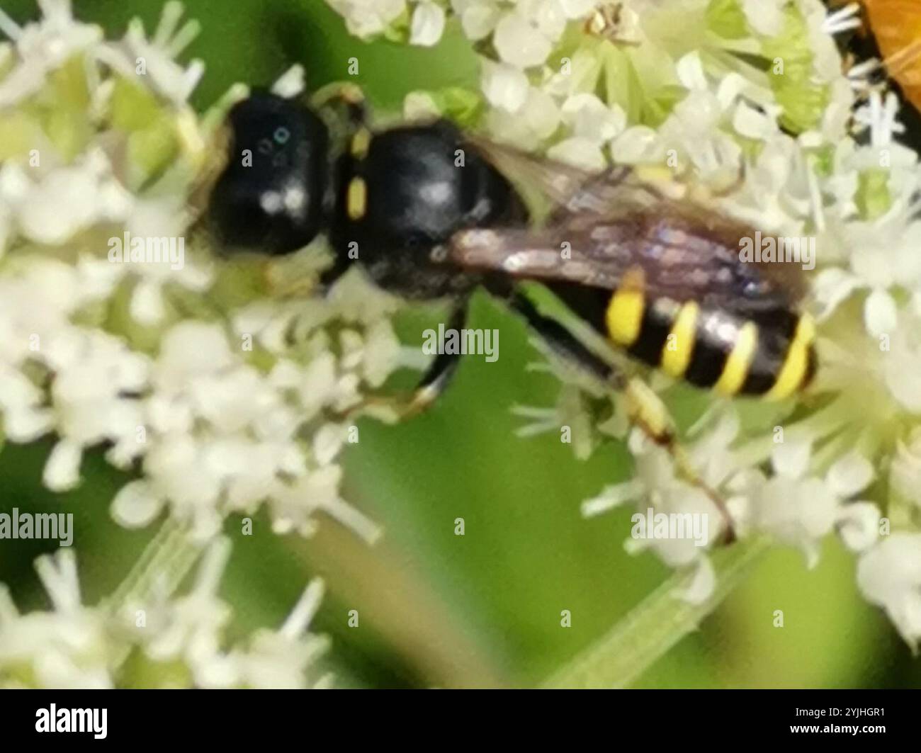 Common Ectemnius (Ectemnius continuus Stock Photo - Alamy
