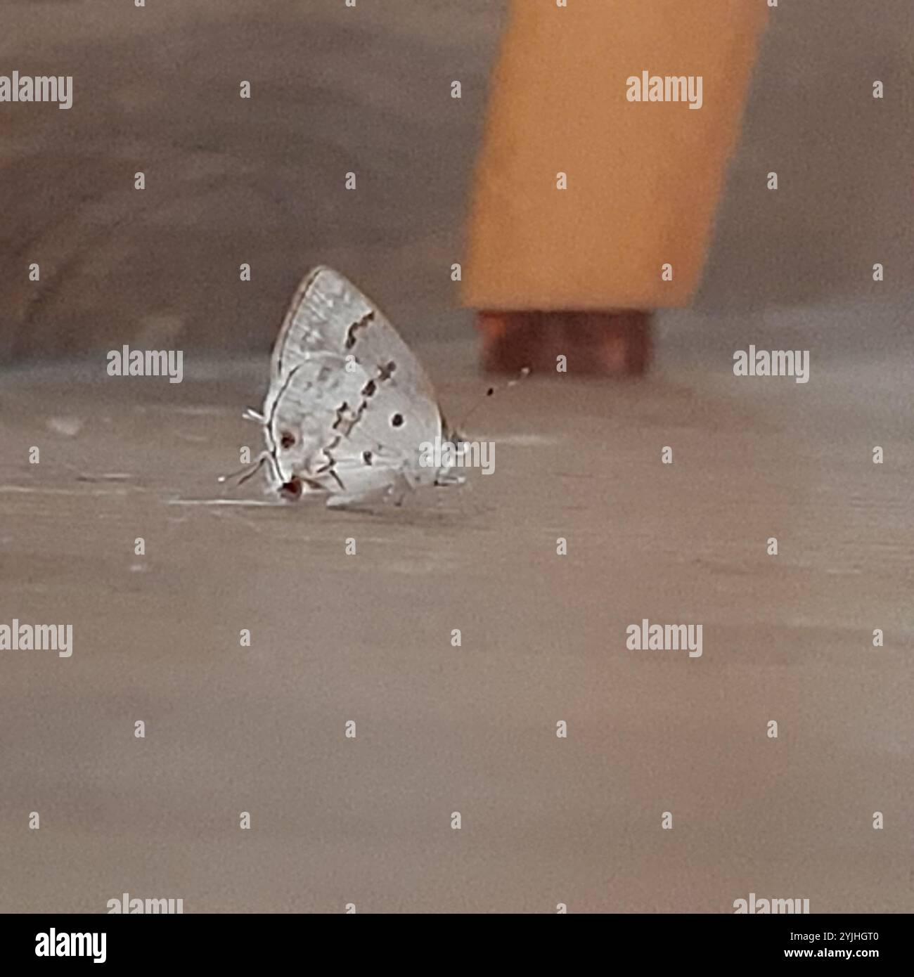 Megacles hi-res stock photography and images - Alamy